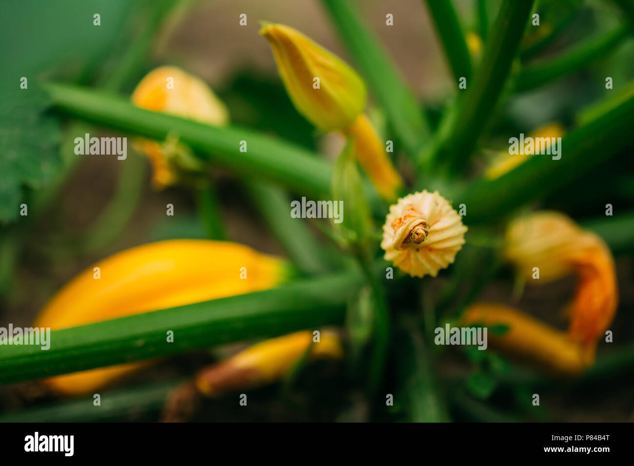 Yellow courgette plant flower hi-res stock photography and images - Alamy