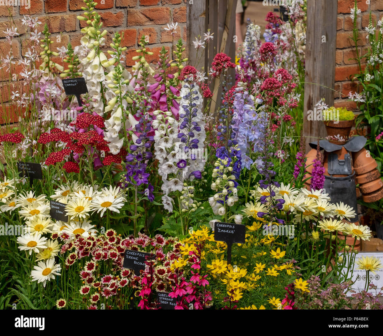 blooms and flower show in flower beautiful Stock Photo - Alamy
