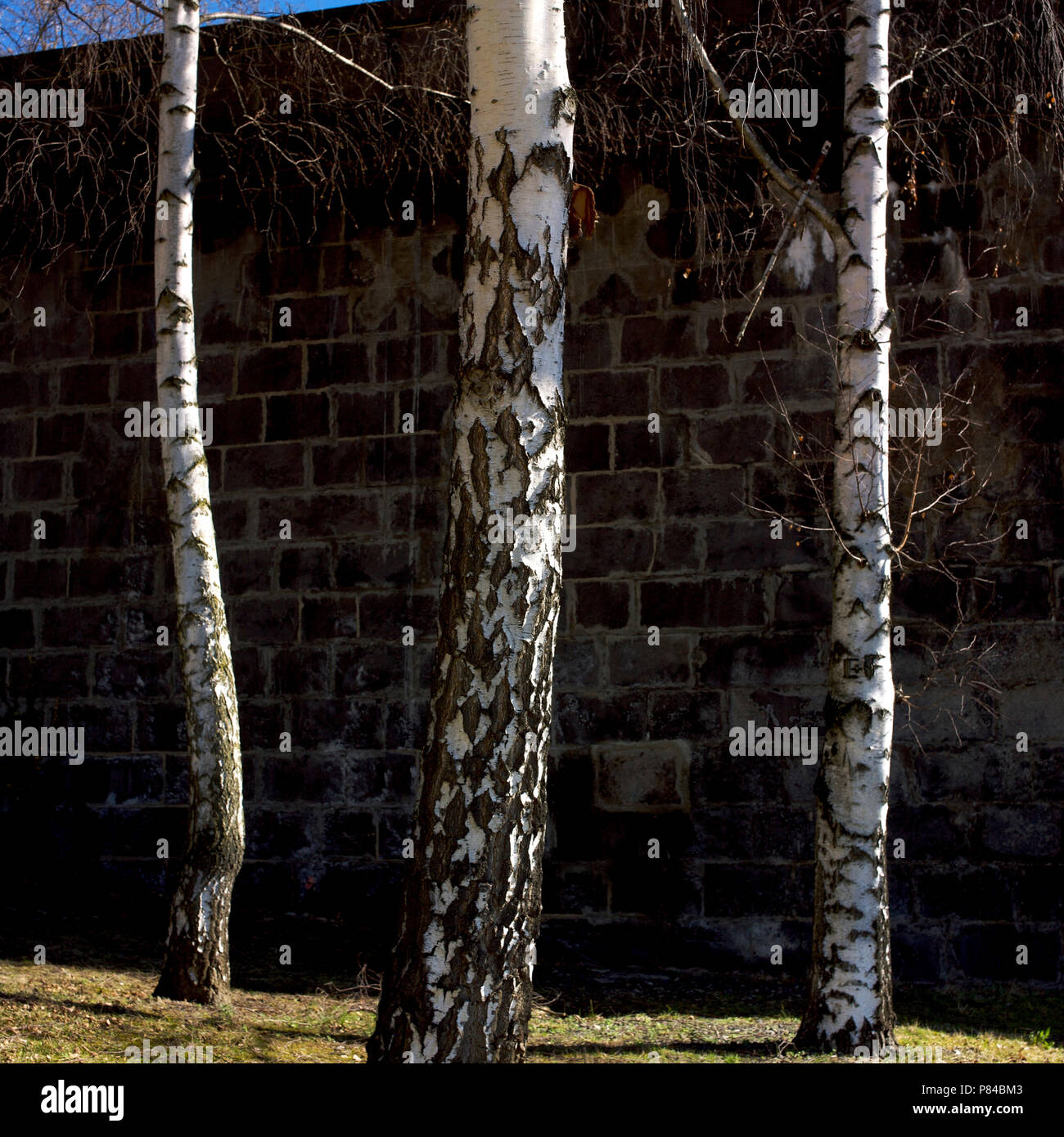 Brick wall trees in hi-res stock photography and images - Alamy