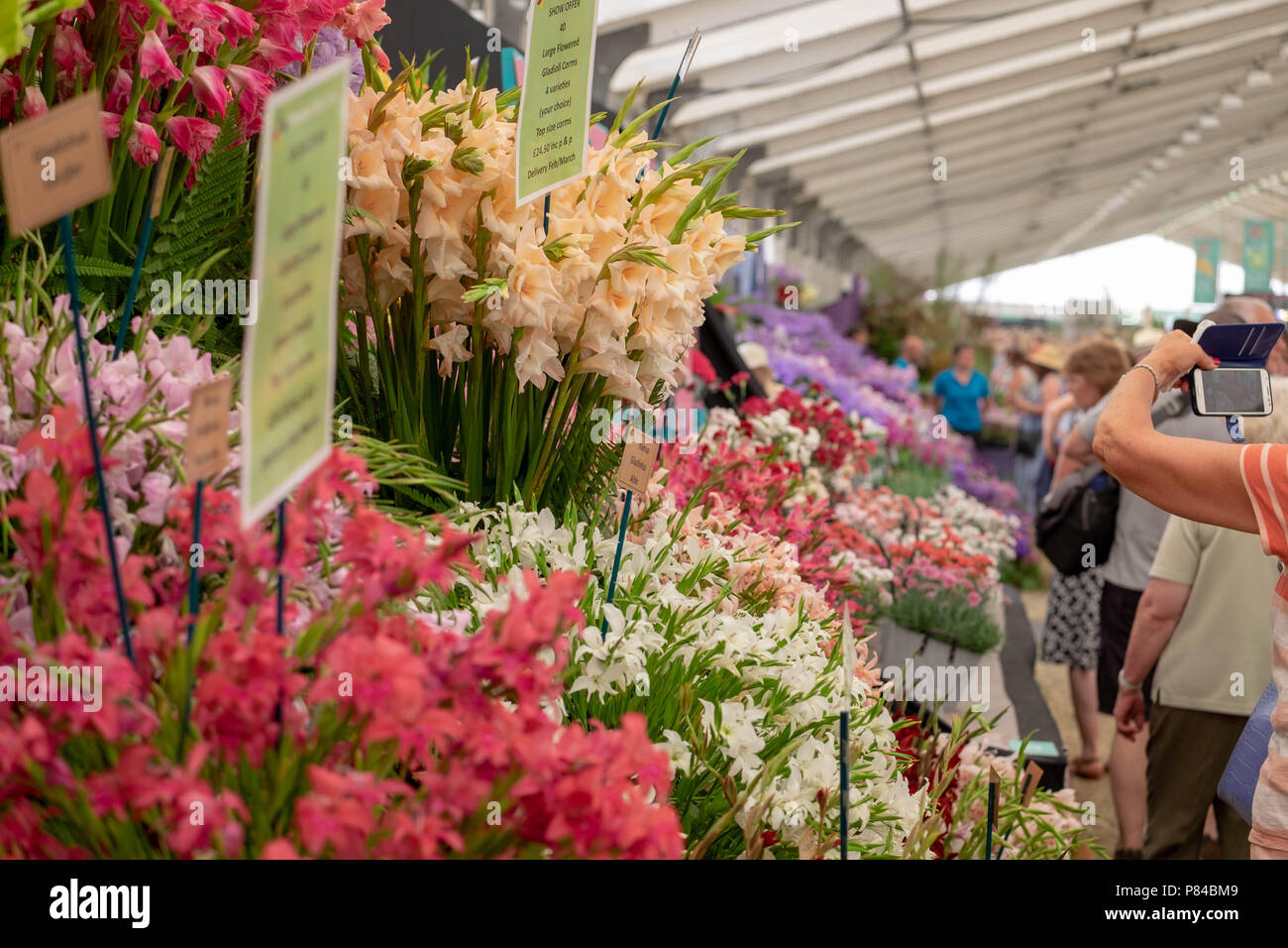 blooms and flower show in flower beautiful Stock Photo - Alamy