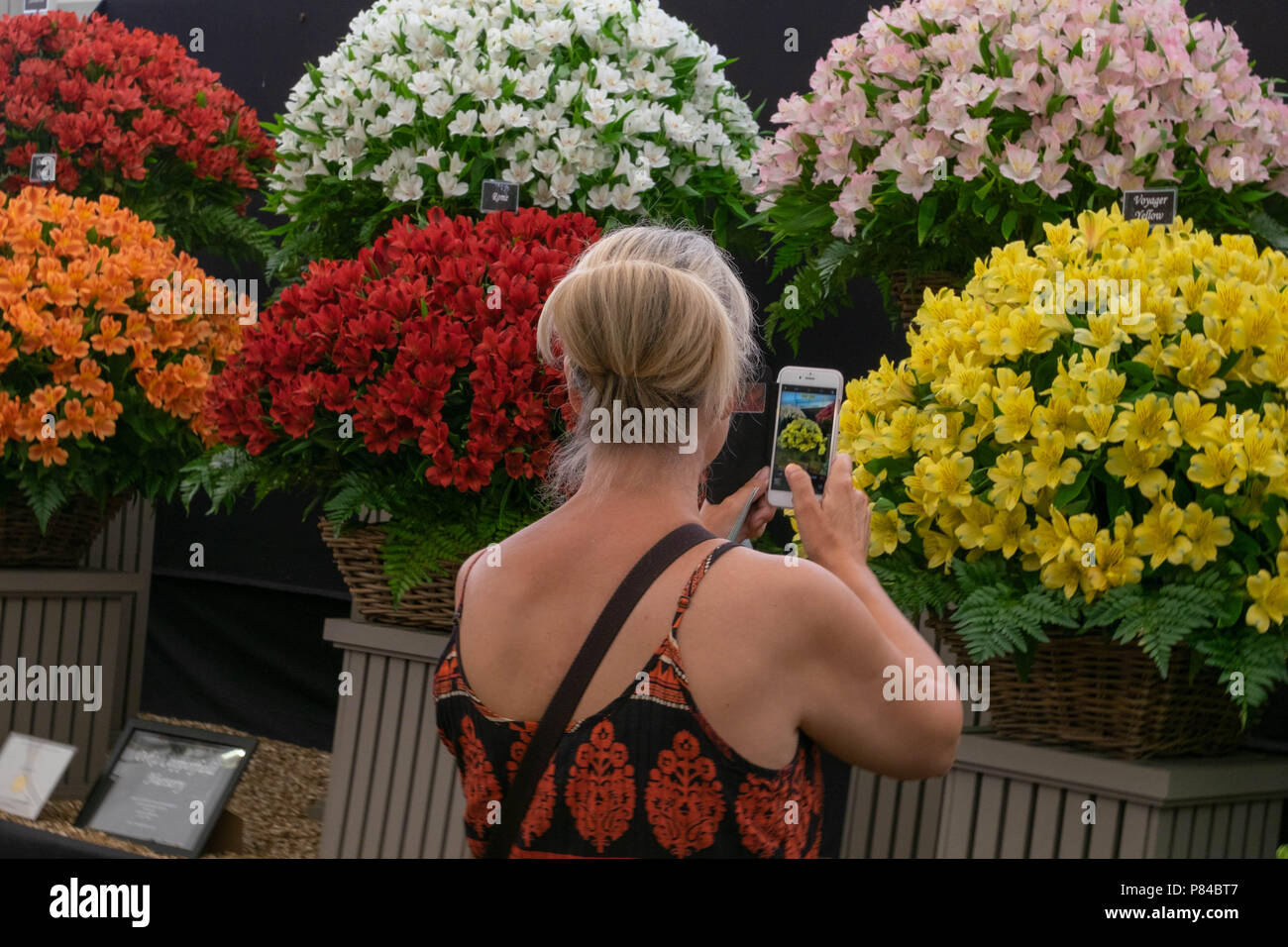 blooms and flower show in flower beautiful Stock Photo - Alamy