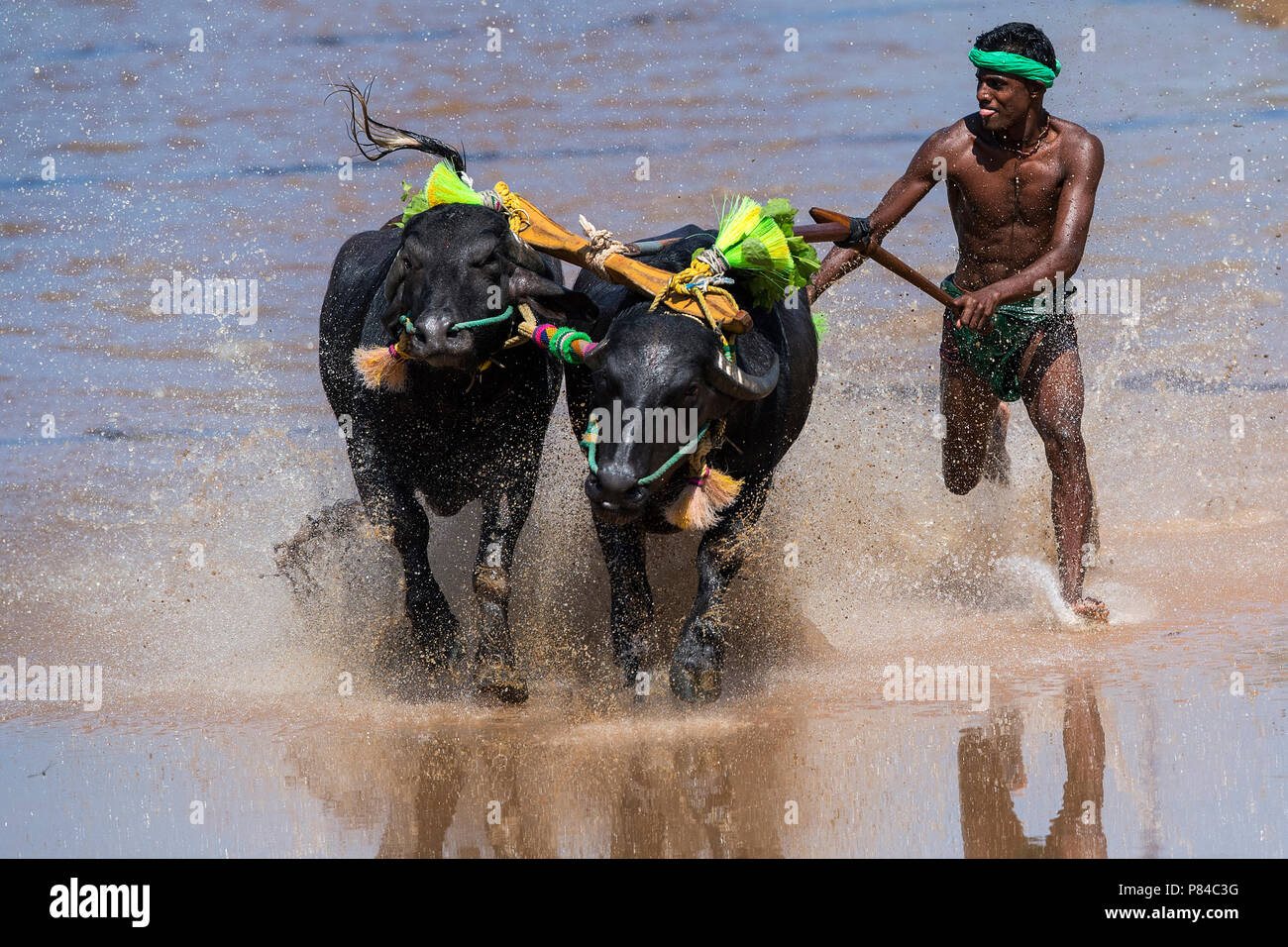 The image of Kambala festival buffalo race in Mangalore, India Stock ...