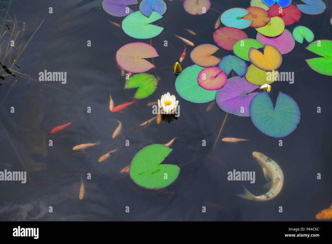 Lotus with rainbow colors Water lily flower and gold fish Stock Photo ...