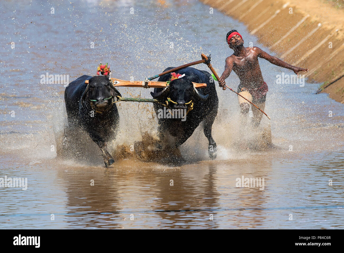 The image of Kambala festival buffalo race in Mangalore, India Stock ...