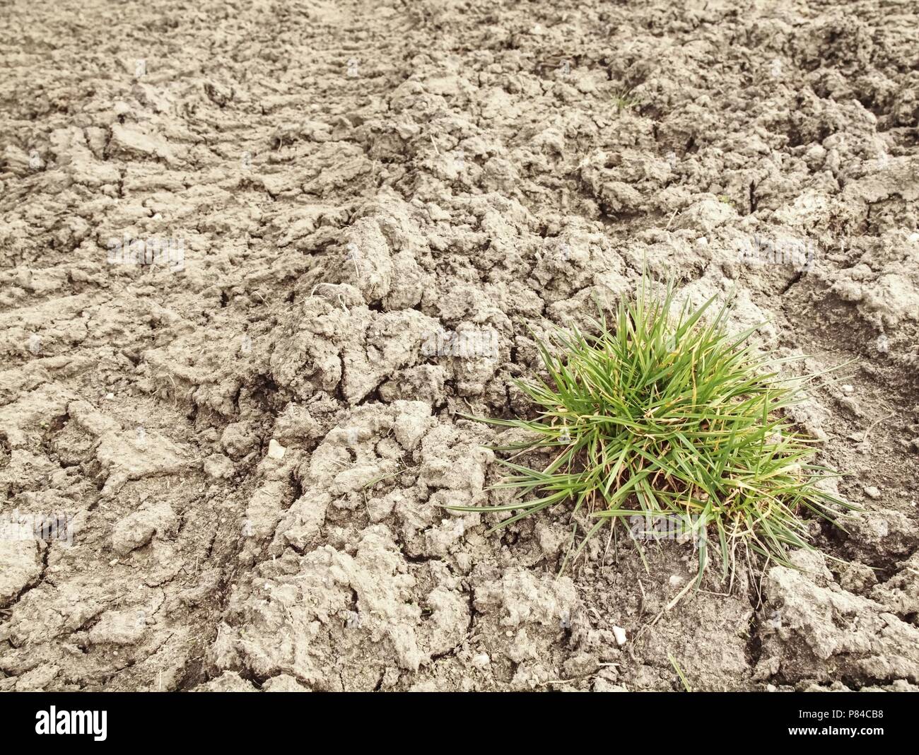 Lonely green grass turf against cracked ground. Young plant growing up ...