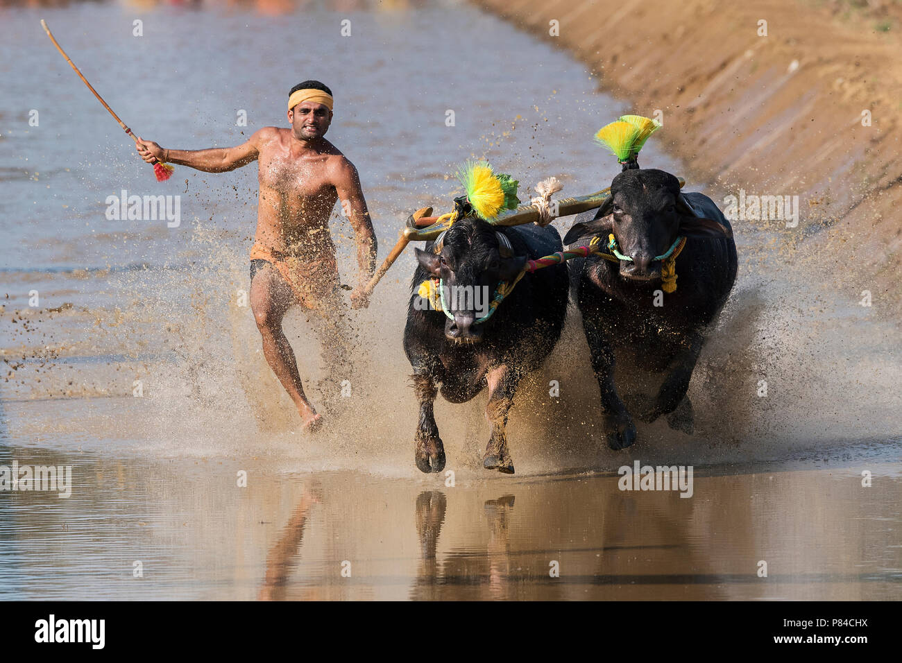 Buffalo race festival hi-res stock photography and images - Alamy
