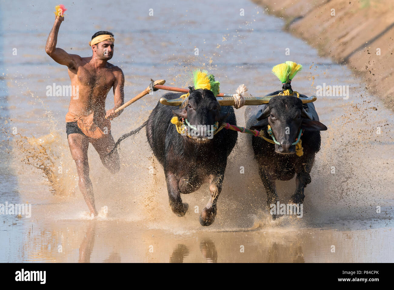 The image of Kambala festival buffalo race in Mangalore, India Stock ...