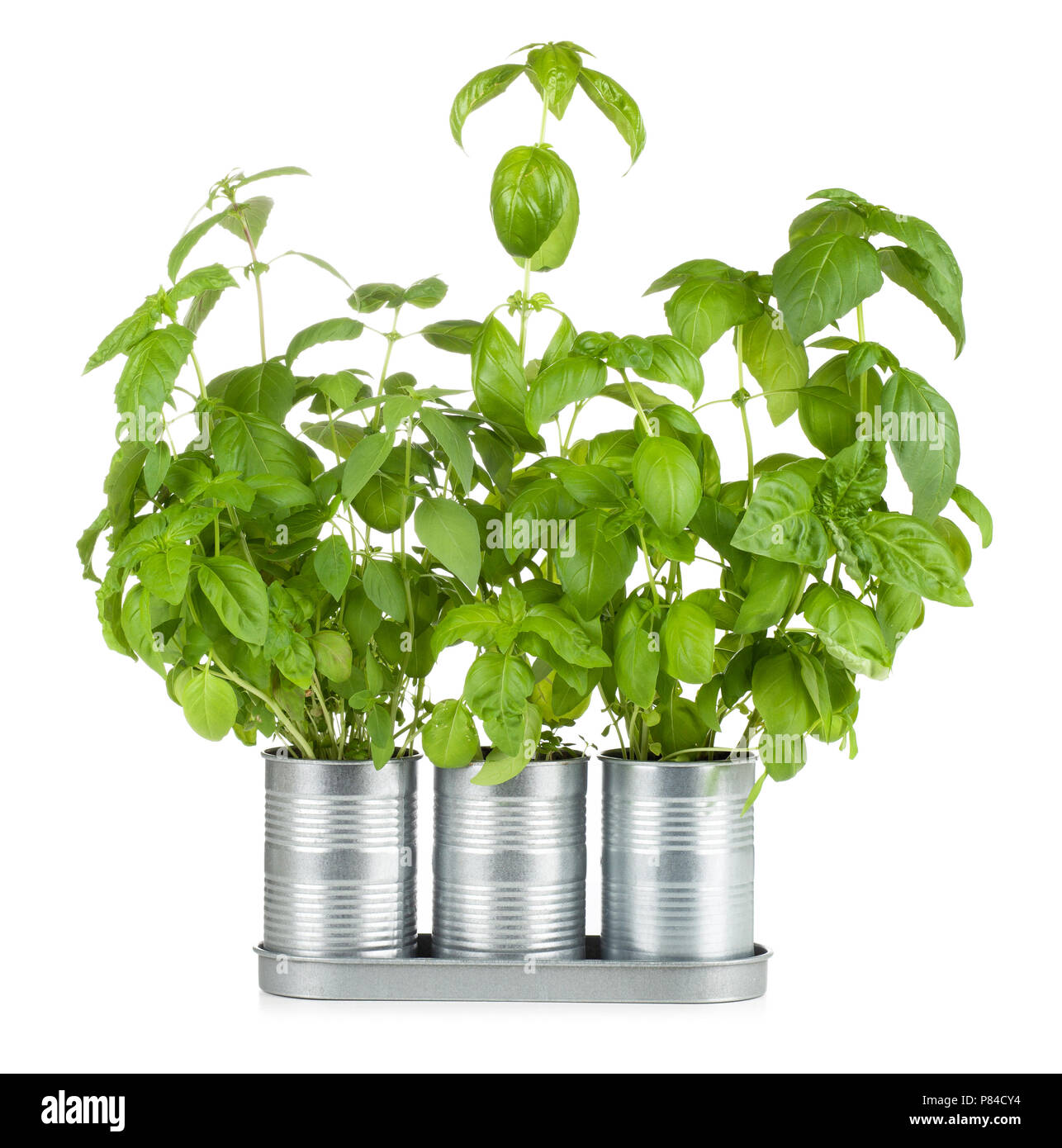 Pot of basil Cut Out Stock Images & Pictures - Alamy