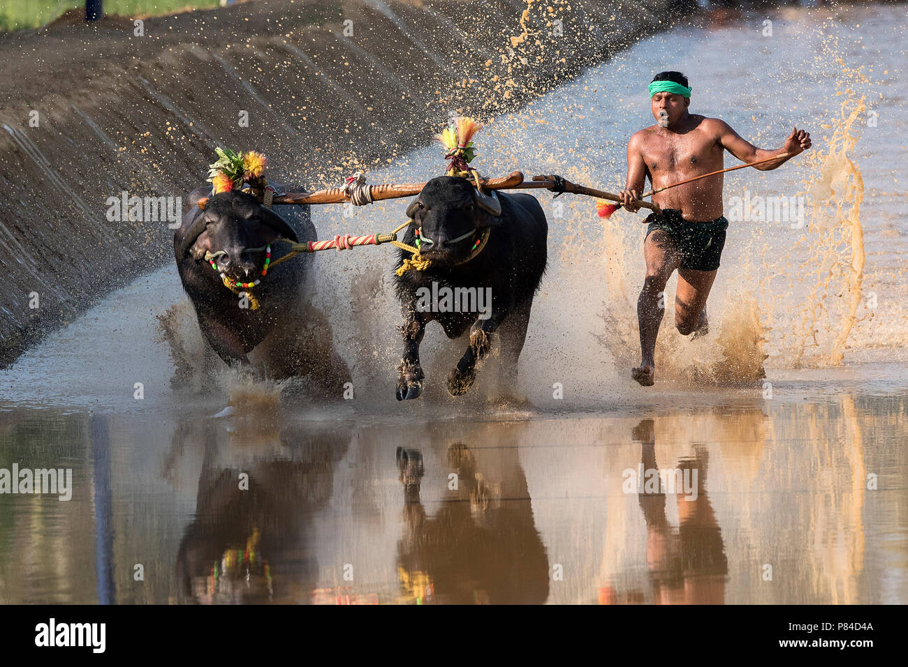 The image of Kambala festival buffalo race in Mangalore, India Stock ...
