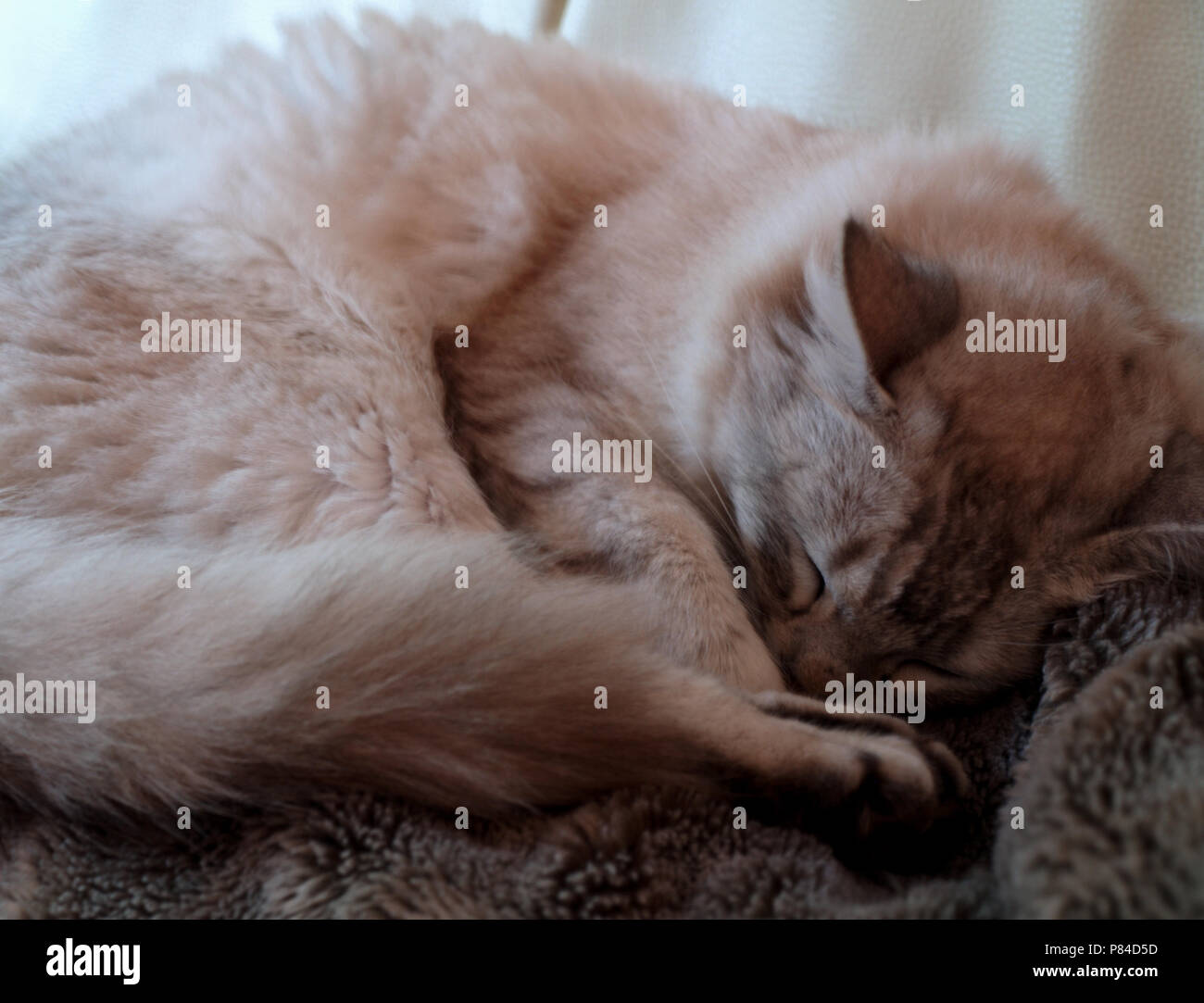 Beautiful Persian cat, exhausted after being a stray for over two weeks ...