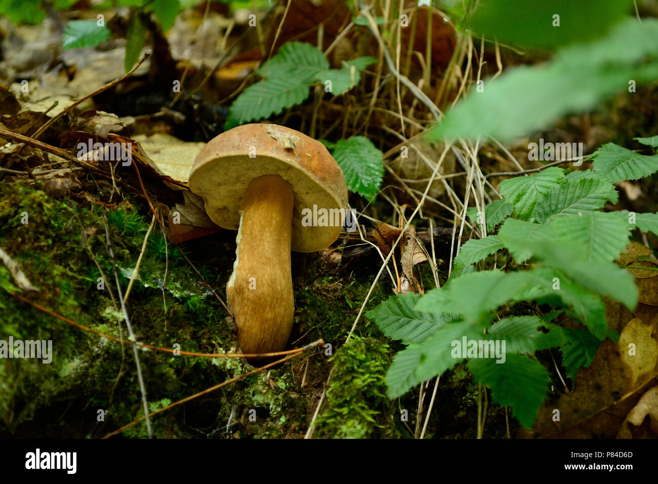 Boletus mushroom in the forest Stock Photo - Alamy