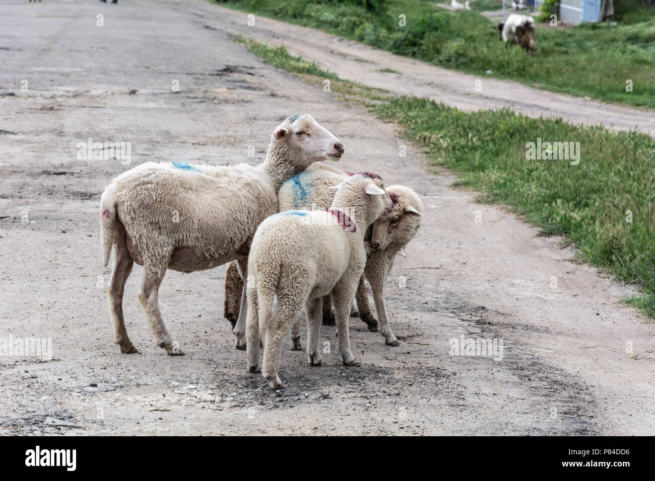Ukrainian farming hi-res stock photography and images - Alamy