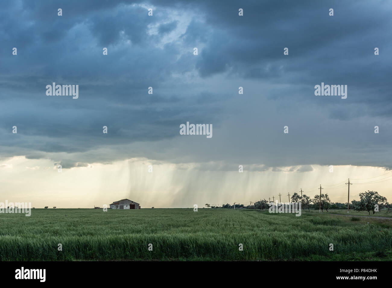 Raining landscape. Rural landscape, rain over the wheat field Stock ...