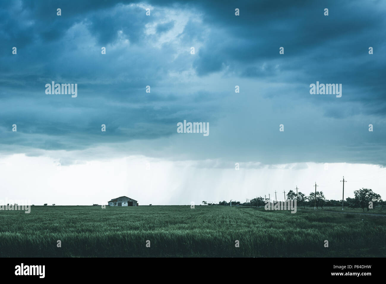 Raining landscape. Rural landscape, rain over the wheat field, moody ...
