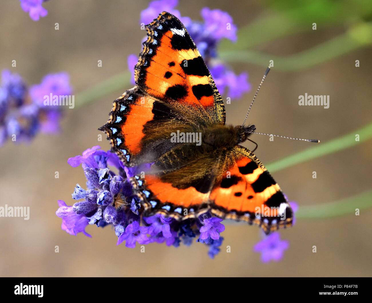 Lavender butterfly hi-res stock photography and images - Alamy