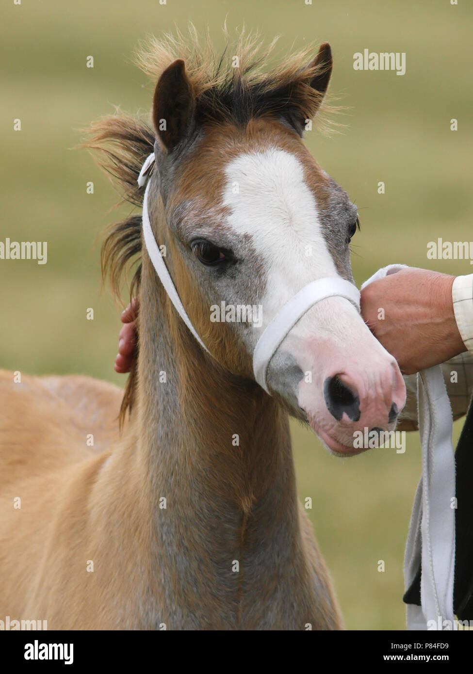 A head shot of a pretty Welsh pony foal in a white halter Stock Photo ...