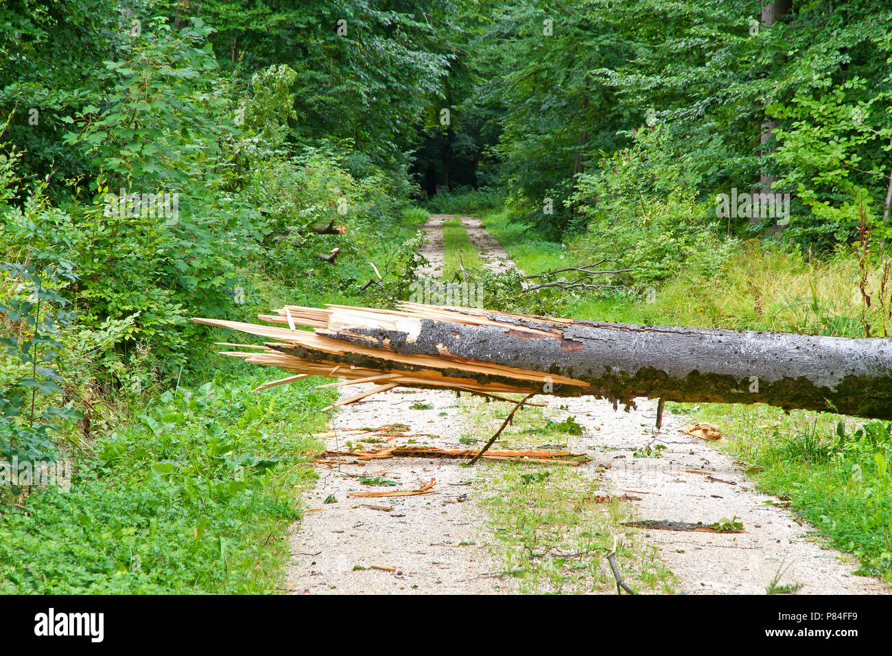 Fallen tree trunk after a big storm Stock Photo - Alamy