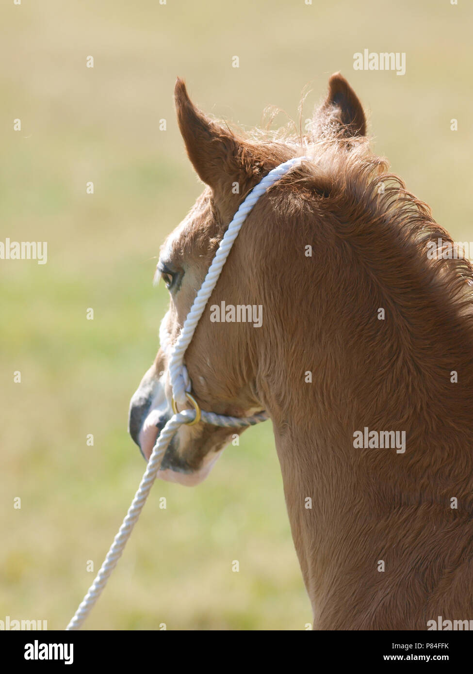 Welsh pony section chestnut foal hi-res stock photography and images ...