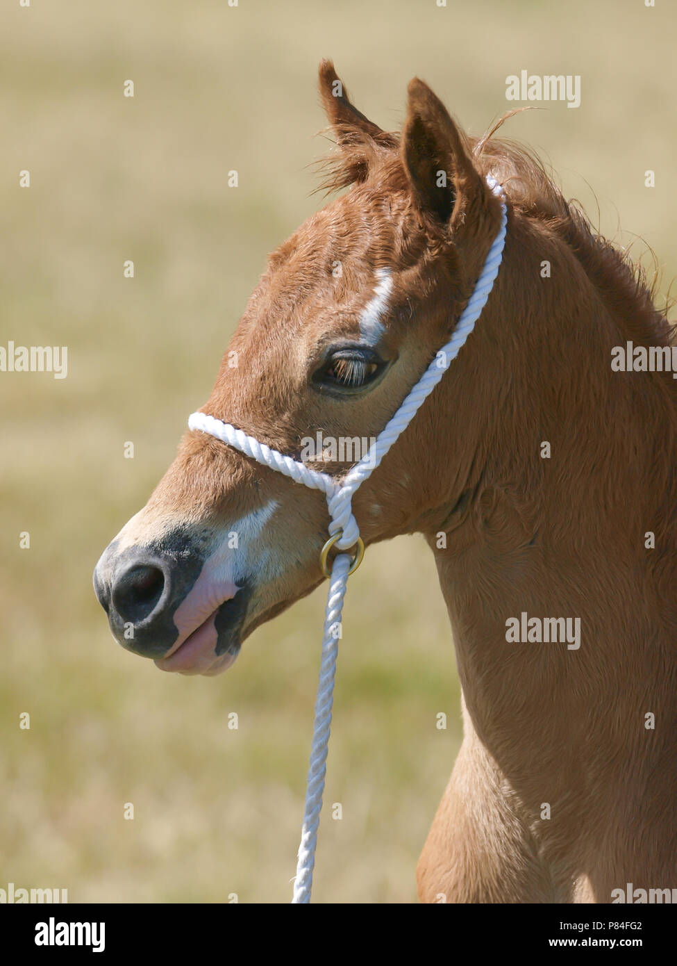 Welsh pony section chestnut foal hi-res stock photography and images ...