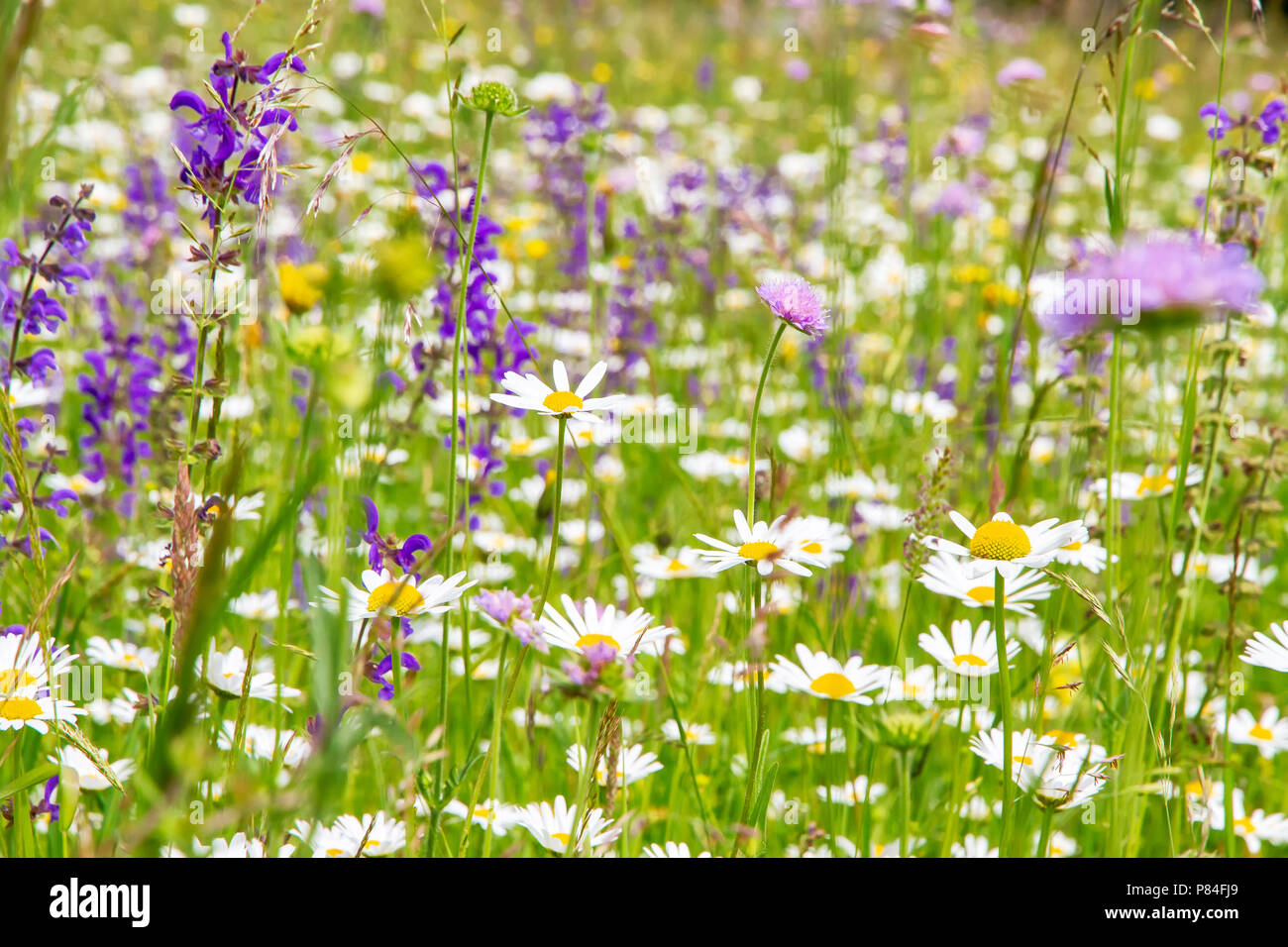 Natural envrionment hi-res stock photography and images - Alamy