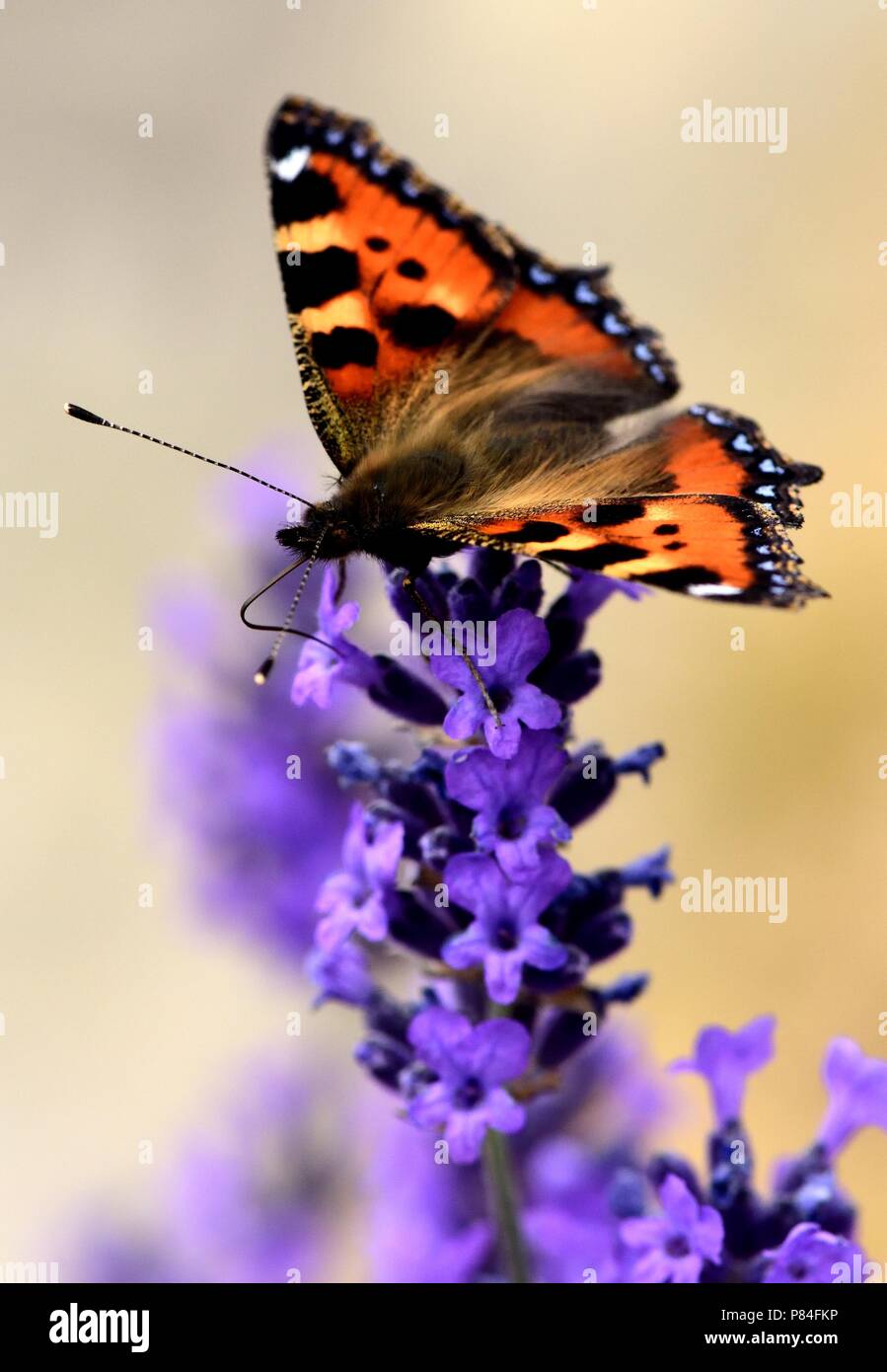 Lavender butterfly hi-res stock photography and images - Alamy