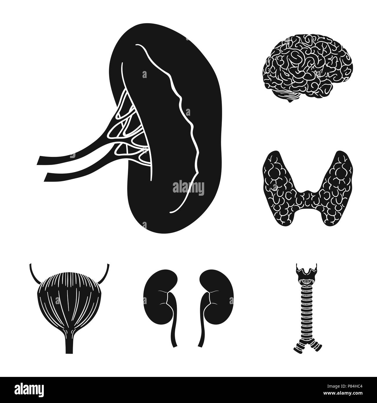 Human organs black icons in set collection for design. Anatomy and ...