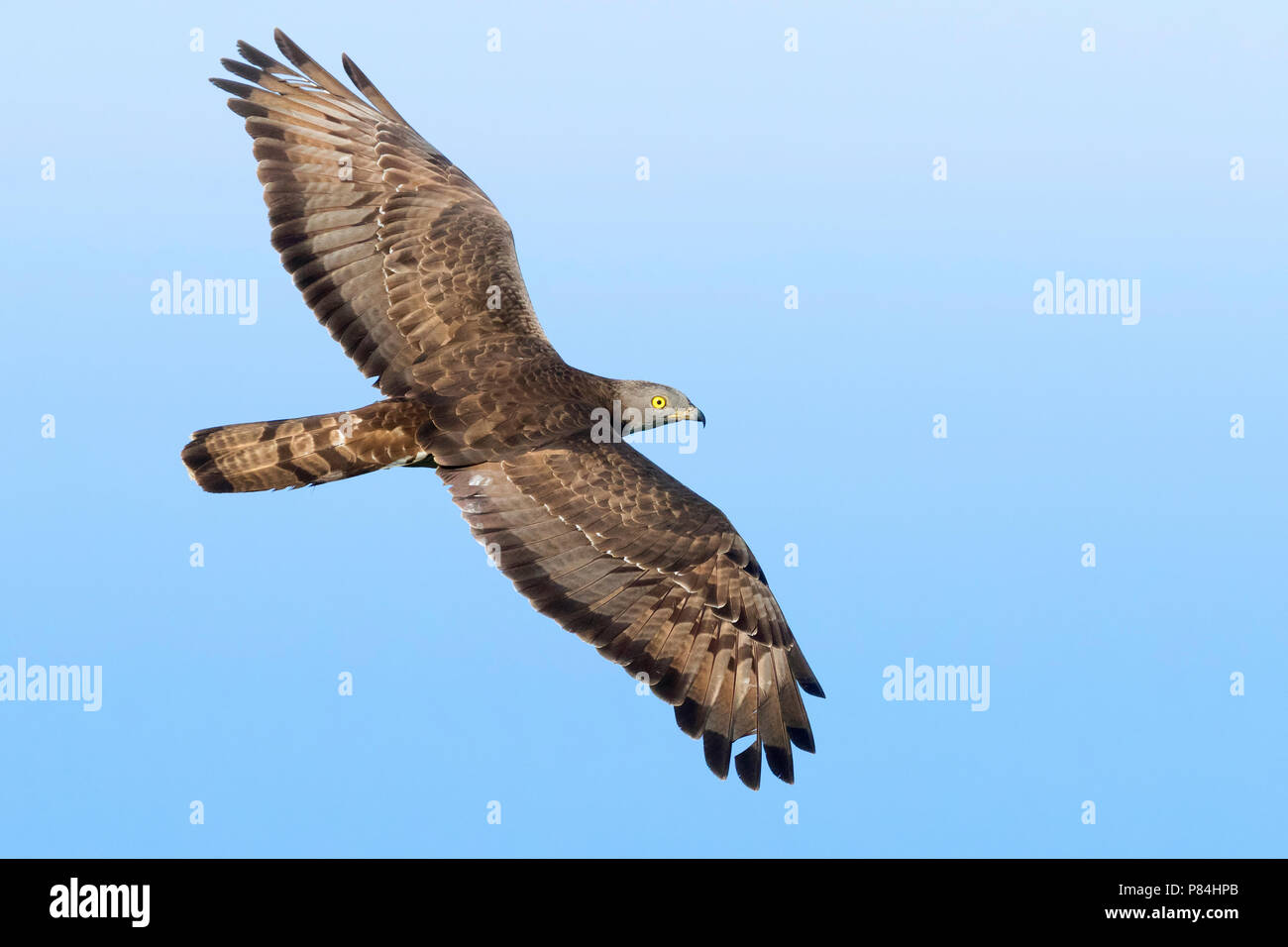 Honey buzzard in flight hi-res stock photography and images - Alamy
