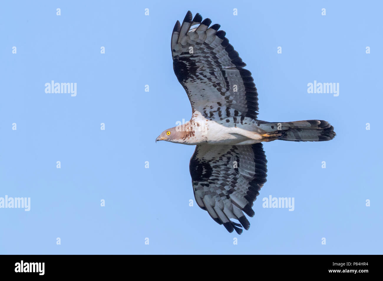 Honey buzzard in flight hi-res stock photography and images - Alamy
