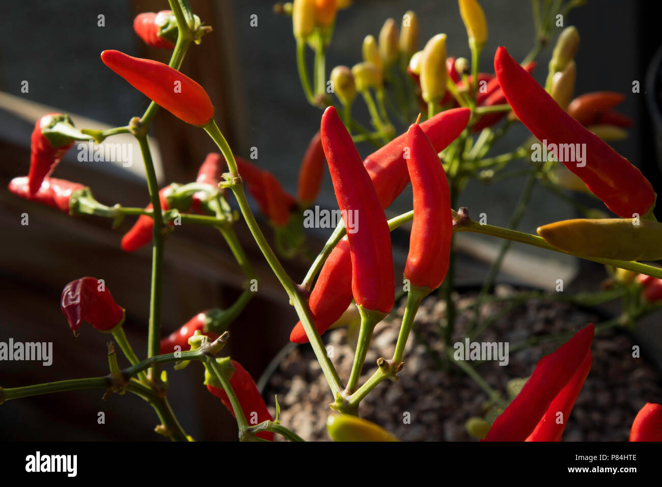 Red Chilli Pepper Plant Stock Photo - Alamy