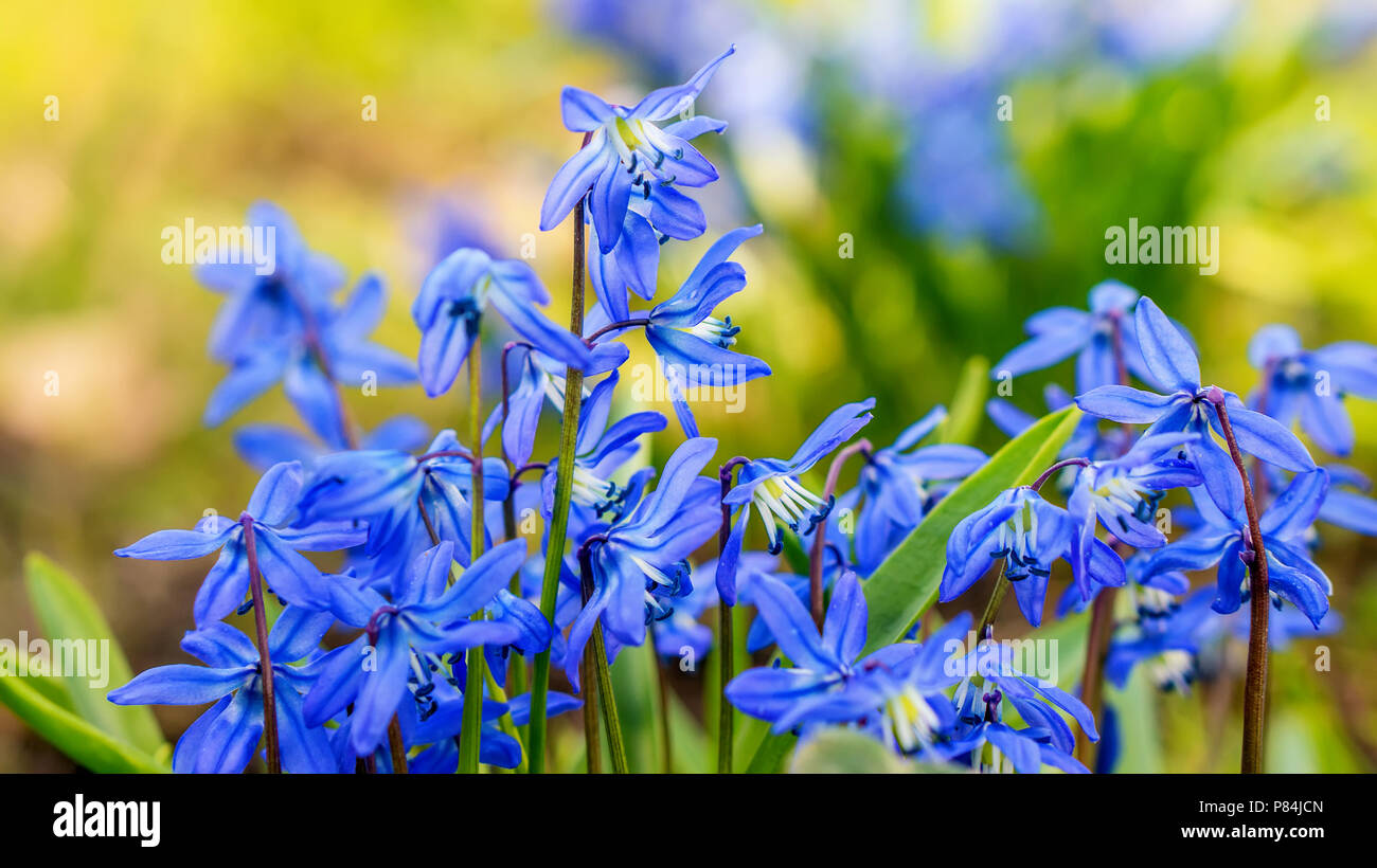 Blue Scilla Siberian. Early flowering pleases the human eye Stock Photo ...