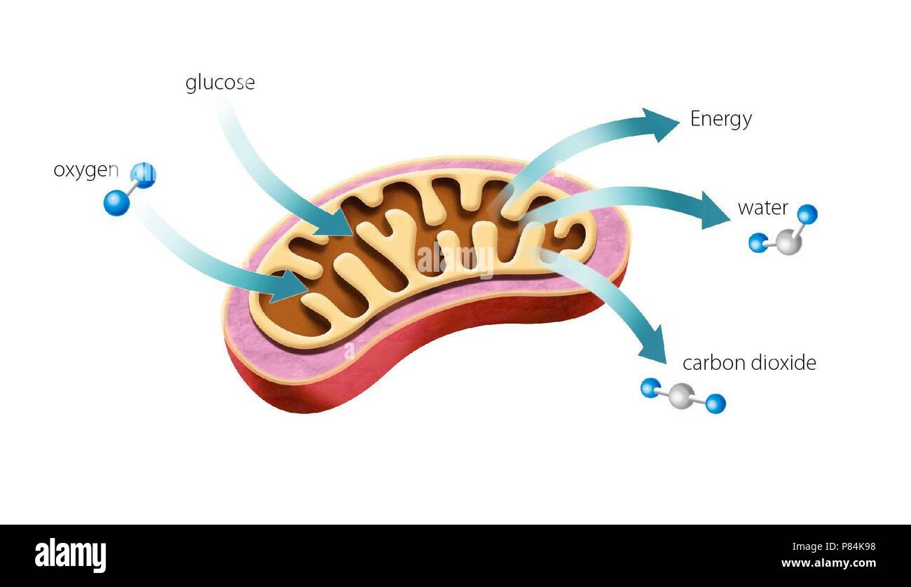 Mitochondrial respiration hi-res stock photography and images - Alamy