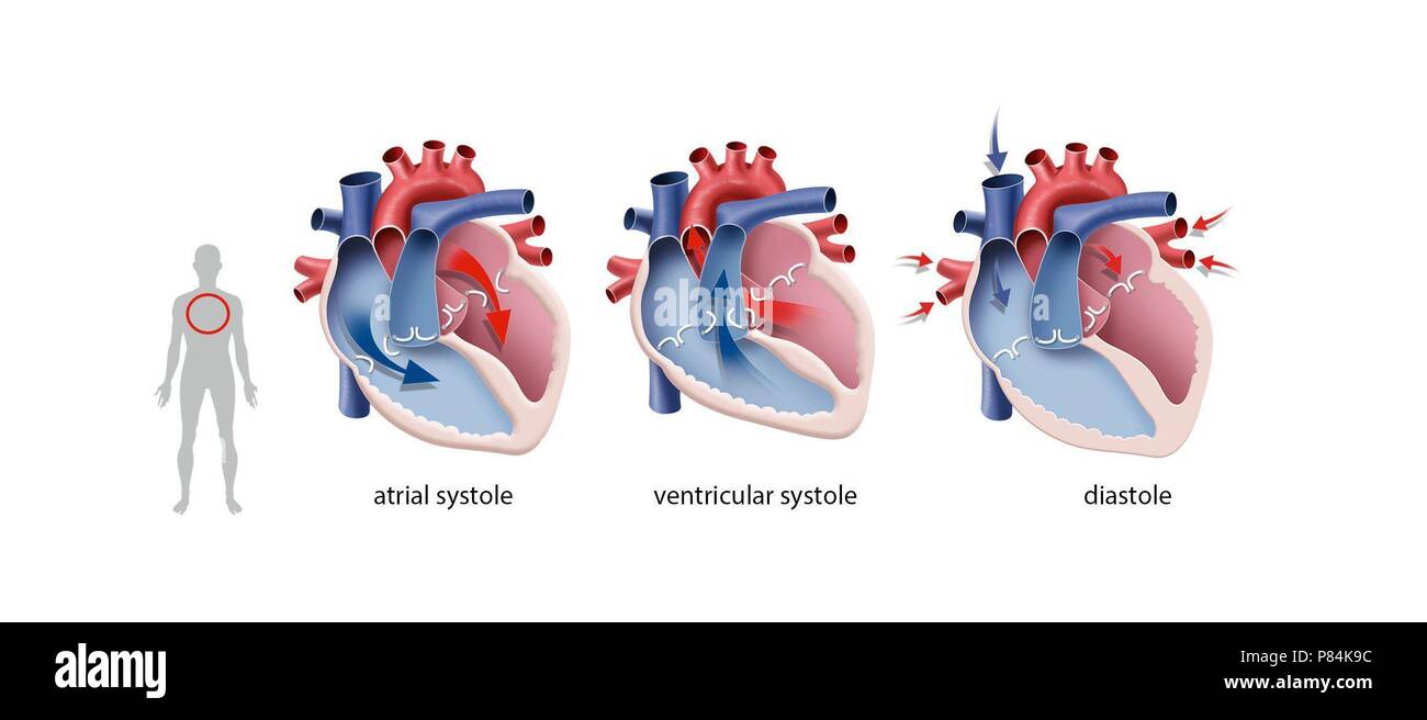 Movements of the heart Stock Photo - Alamy