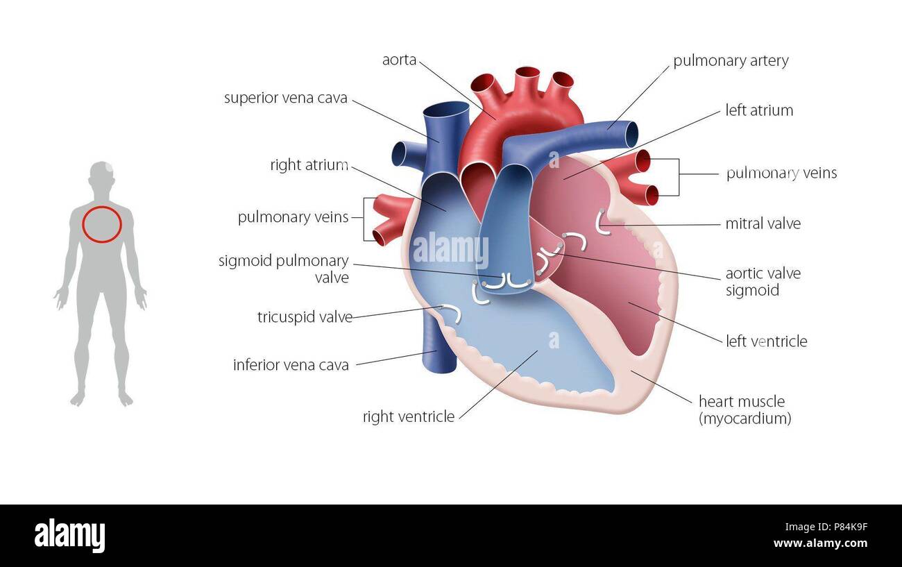 Sigmoid aortic valve hi-res stock photography and images - Alamy