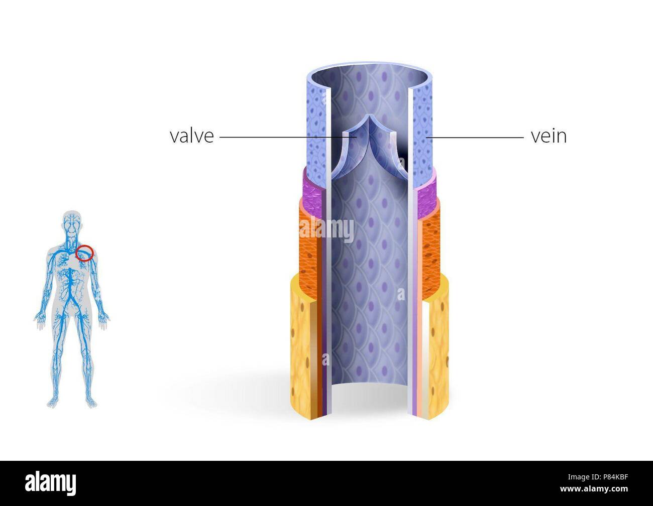 Layers of the vein wall Stock Photo - Alamy