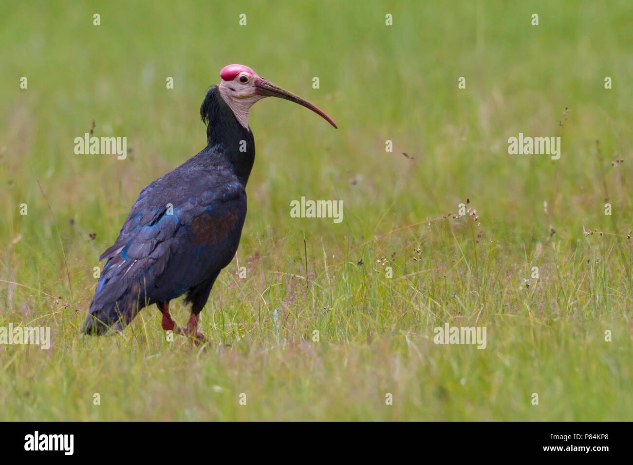 Southern Bald Ibis (Geronticus calvus Stock Photo - Alamy