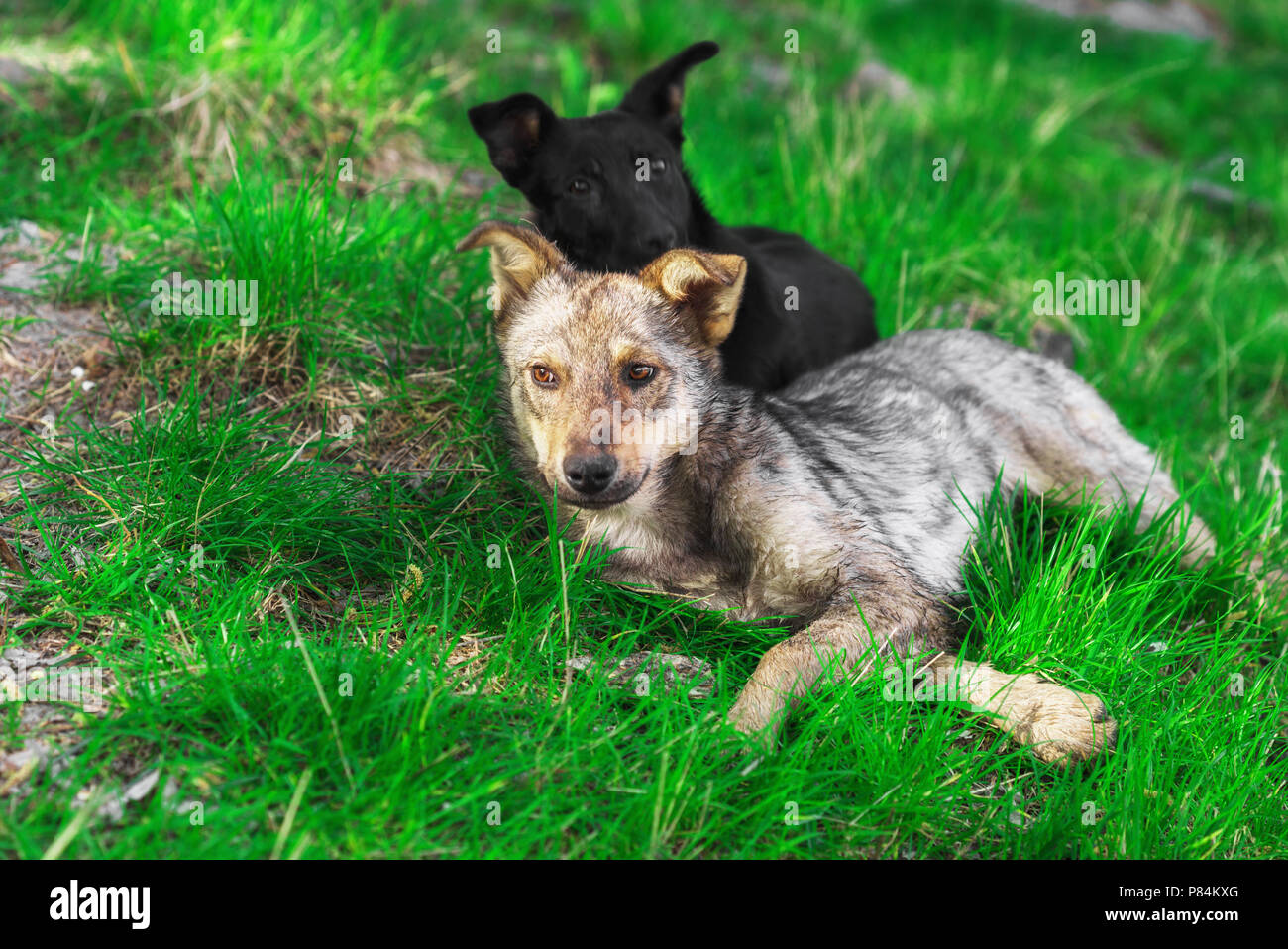 Two homeless puppy lying on green grass Stock Photo - Alamy