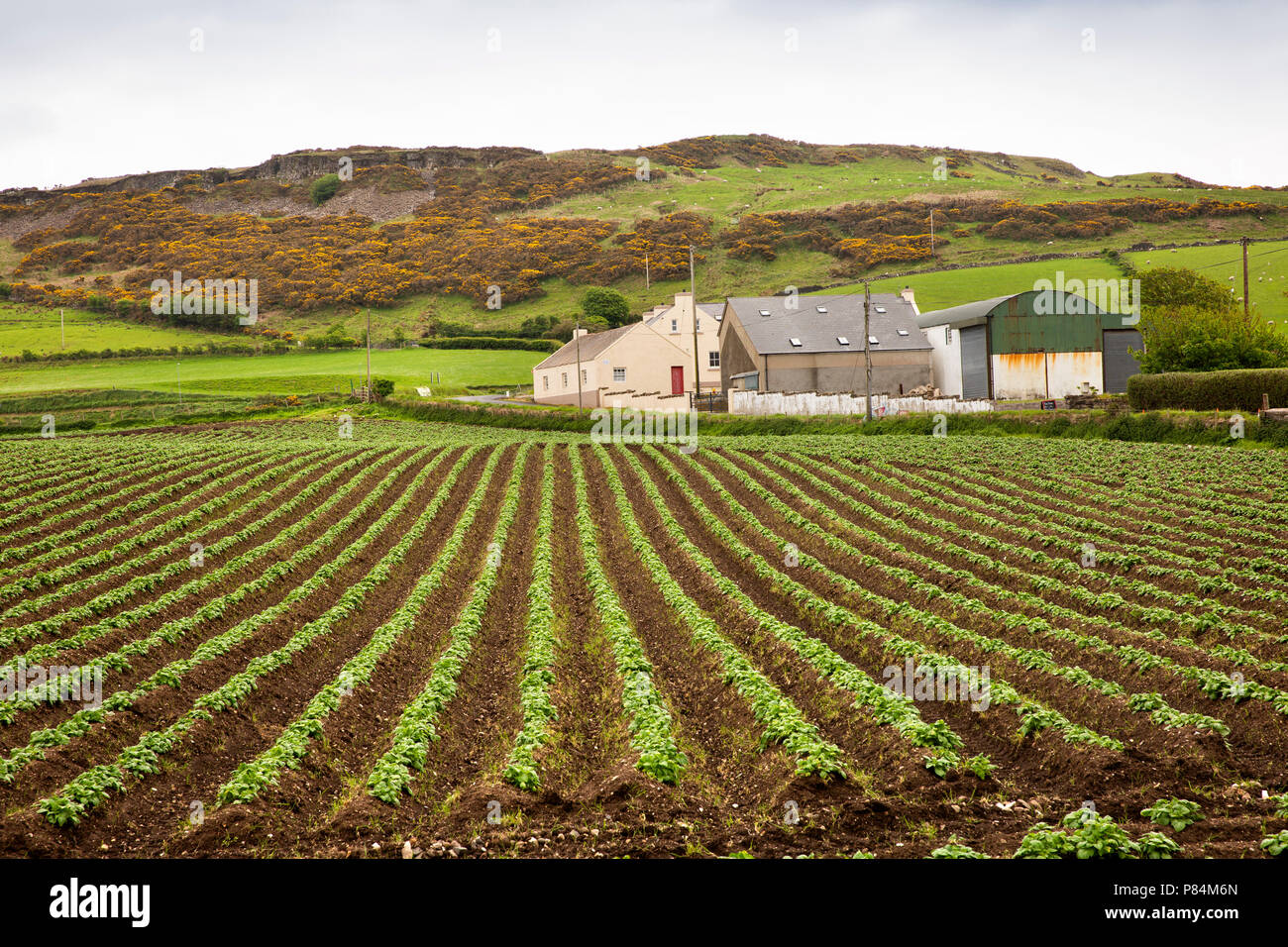 Potato Field Ireland High Resolution Stock Photography and Images - Alamy