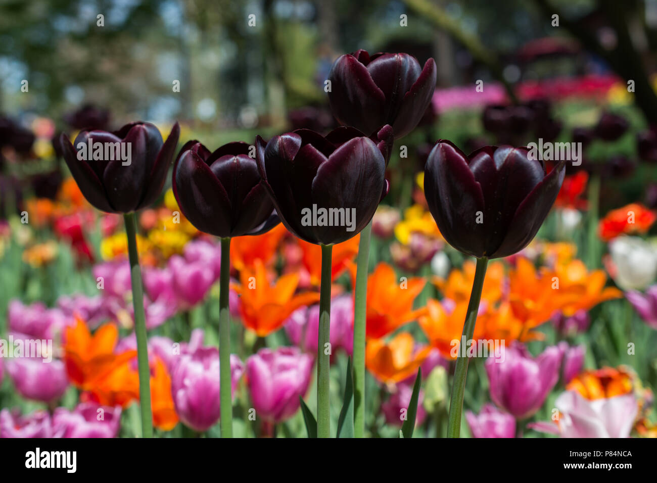 Colorful tulip flowers bloom in the spring garden Stock Photo - Alamy