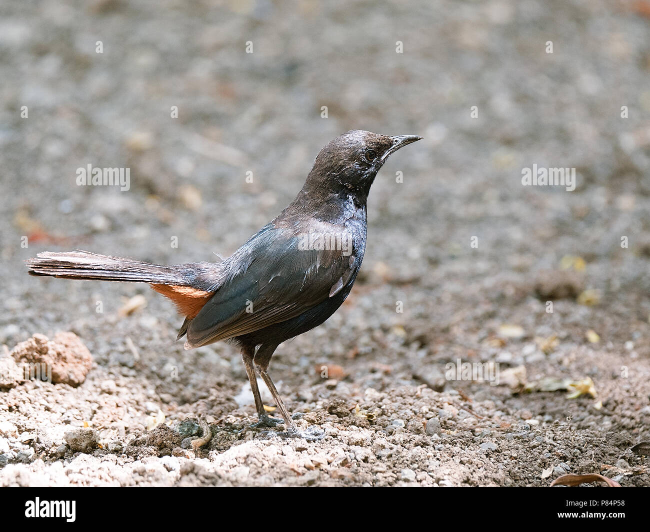 Indian Robin Bird