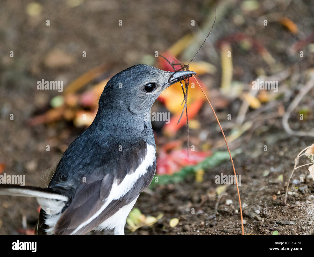 Oriental Magpie Robin Female closeups with blurred background in ...