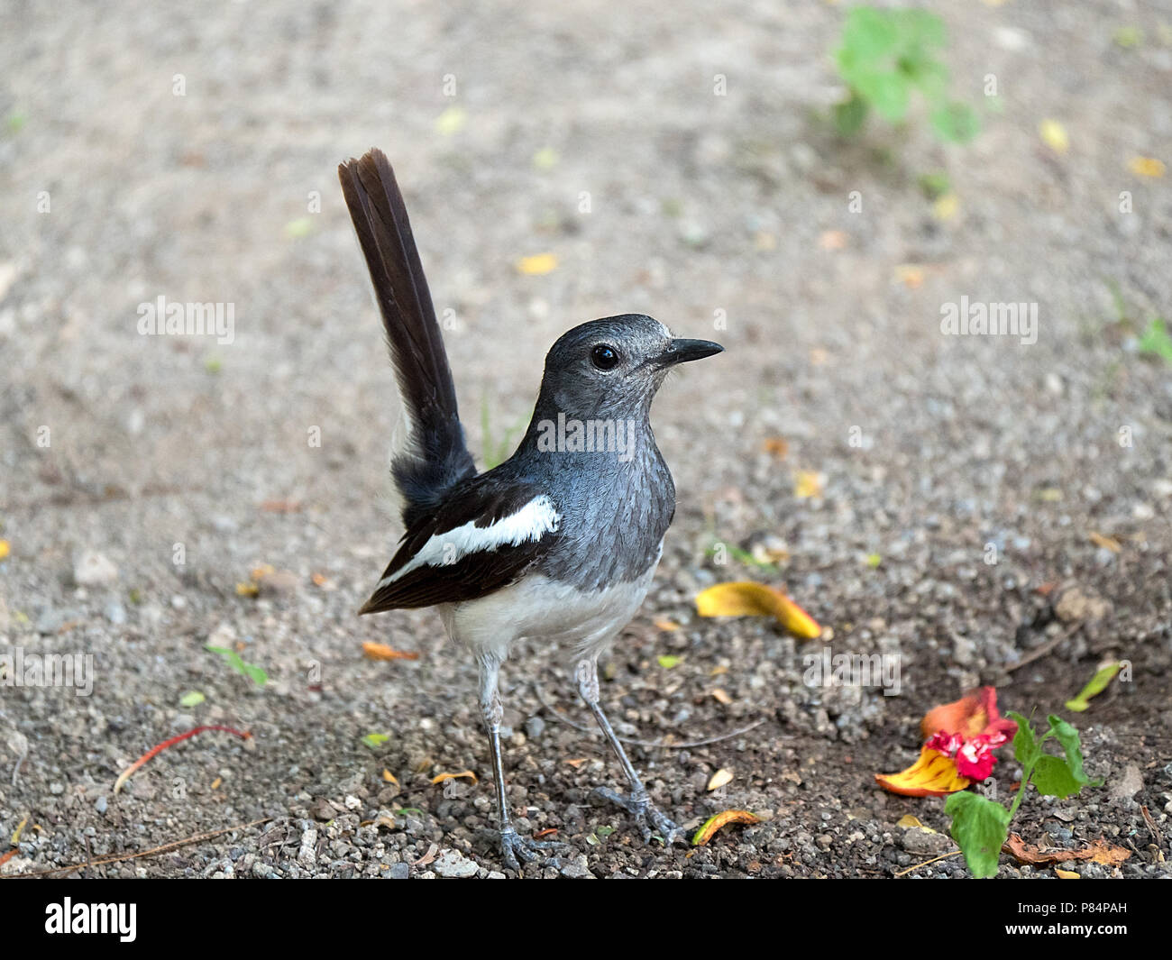 Female robin hi-res stock photography and images - Alamy