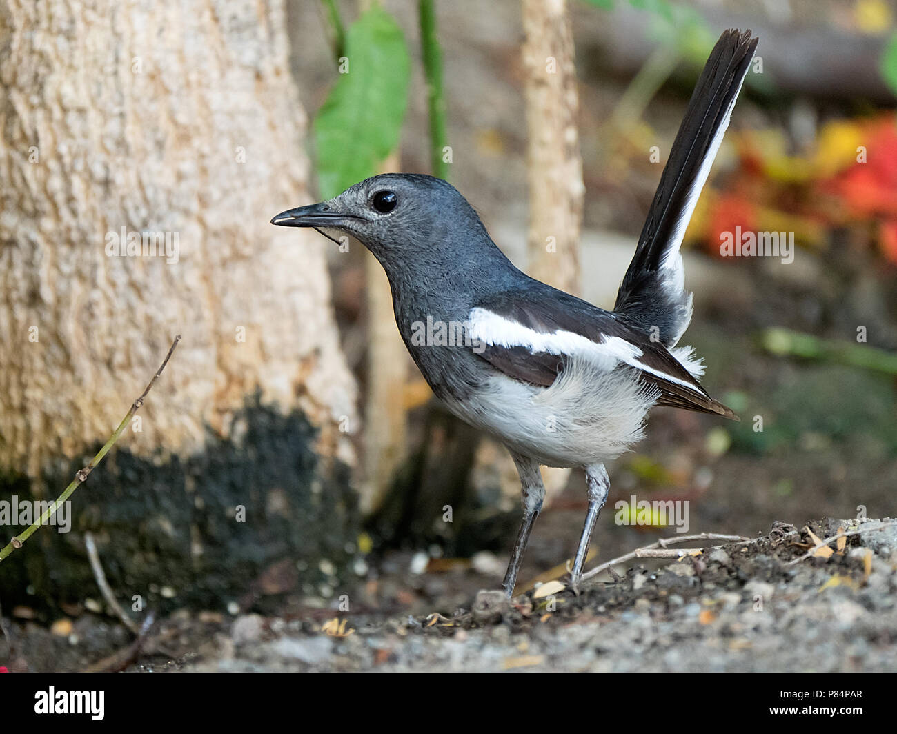 Oriental Magpie Robin Female closeups with blurred background in ...