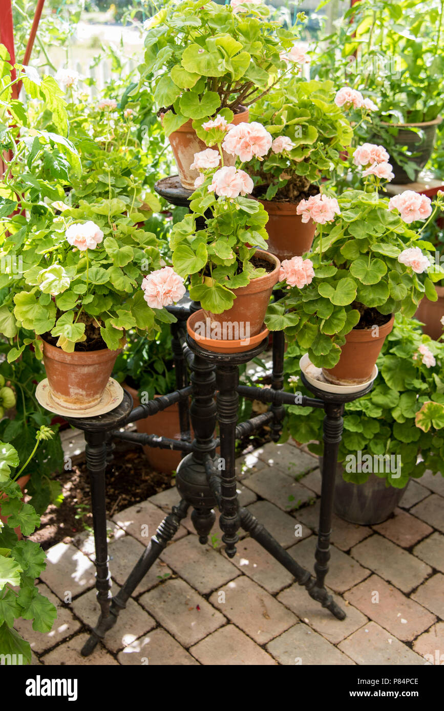 lots of pink geraniums on a stand Stock Photo - Alamy