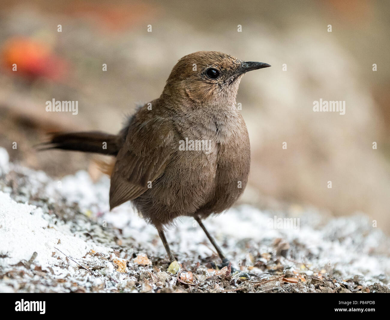 Indian robin hi-res stock photography and images - Alamy
