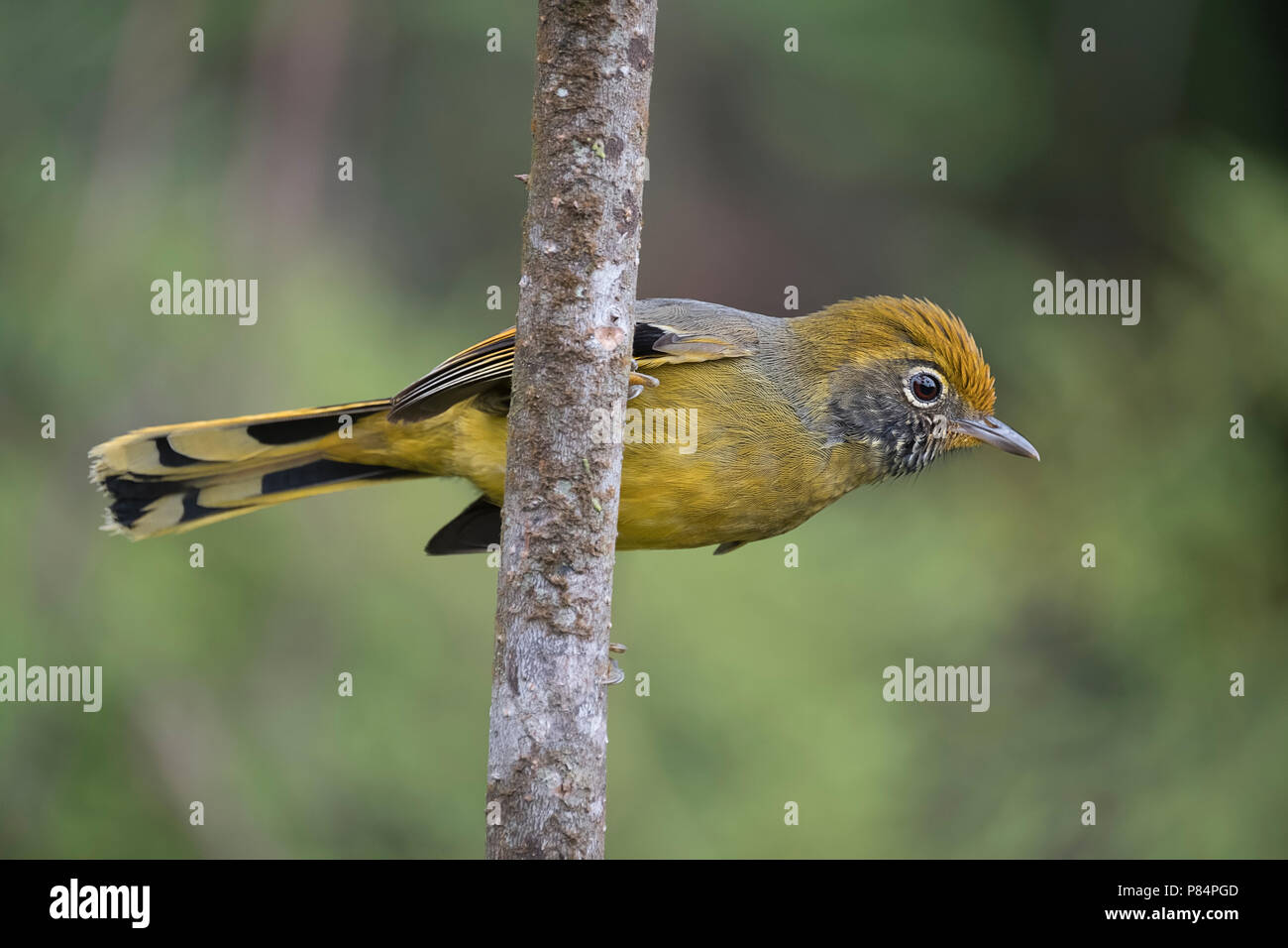Bar-throated Minla Bar-throated Siva Chestnut-tailed Siva Minla ...