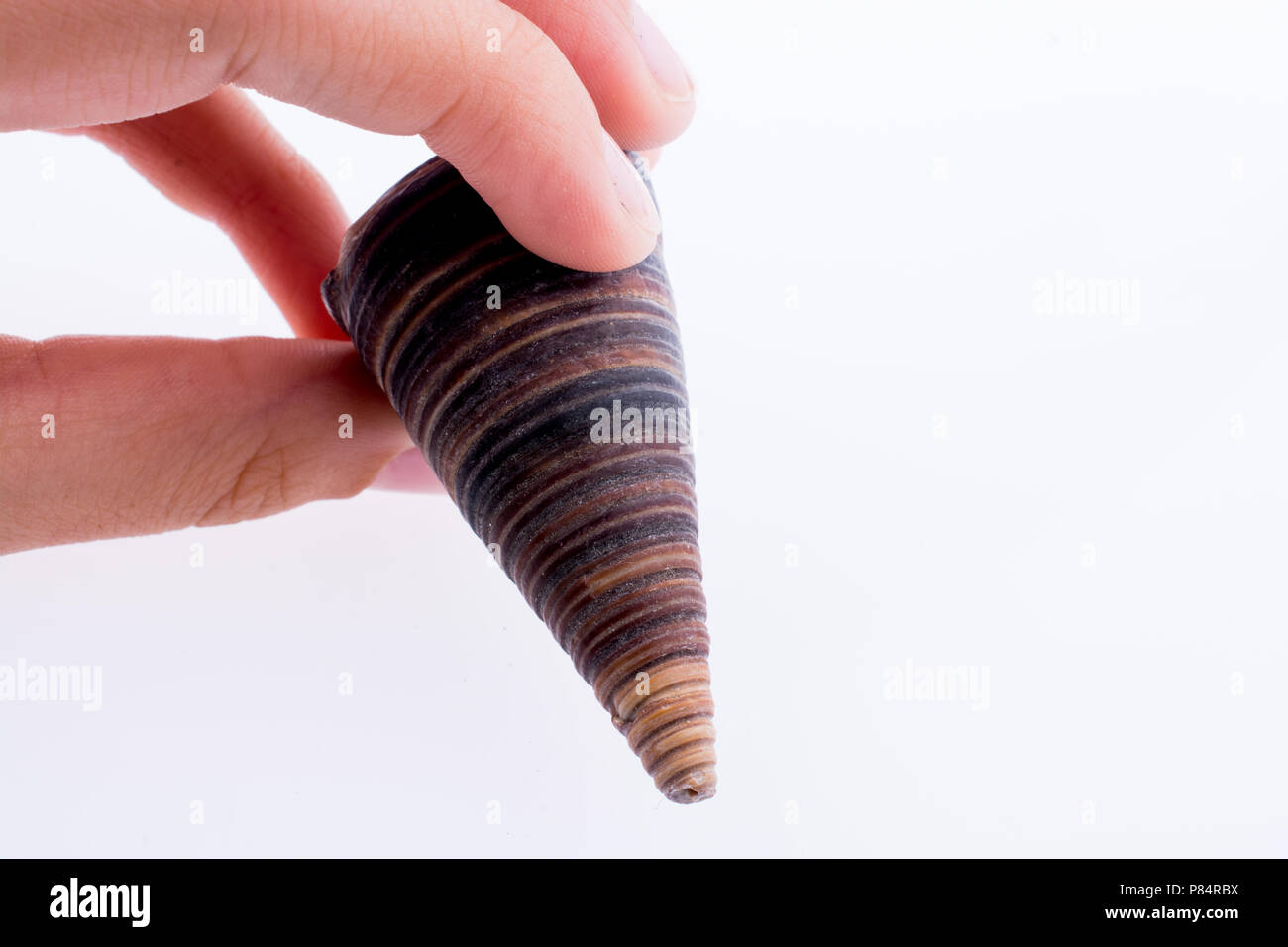 Hand holding Beautiful sea shell on a white background Stock Photo - Alamy