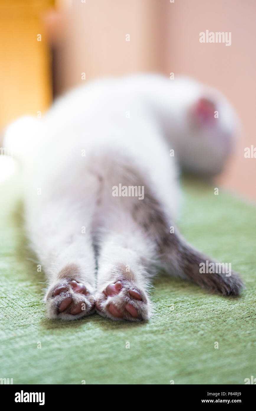 Close Up of a cat's paws, while white kitten is sleeping Stock Photo ...