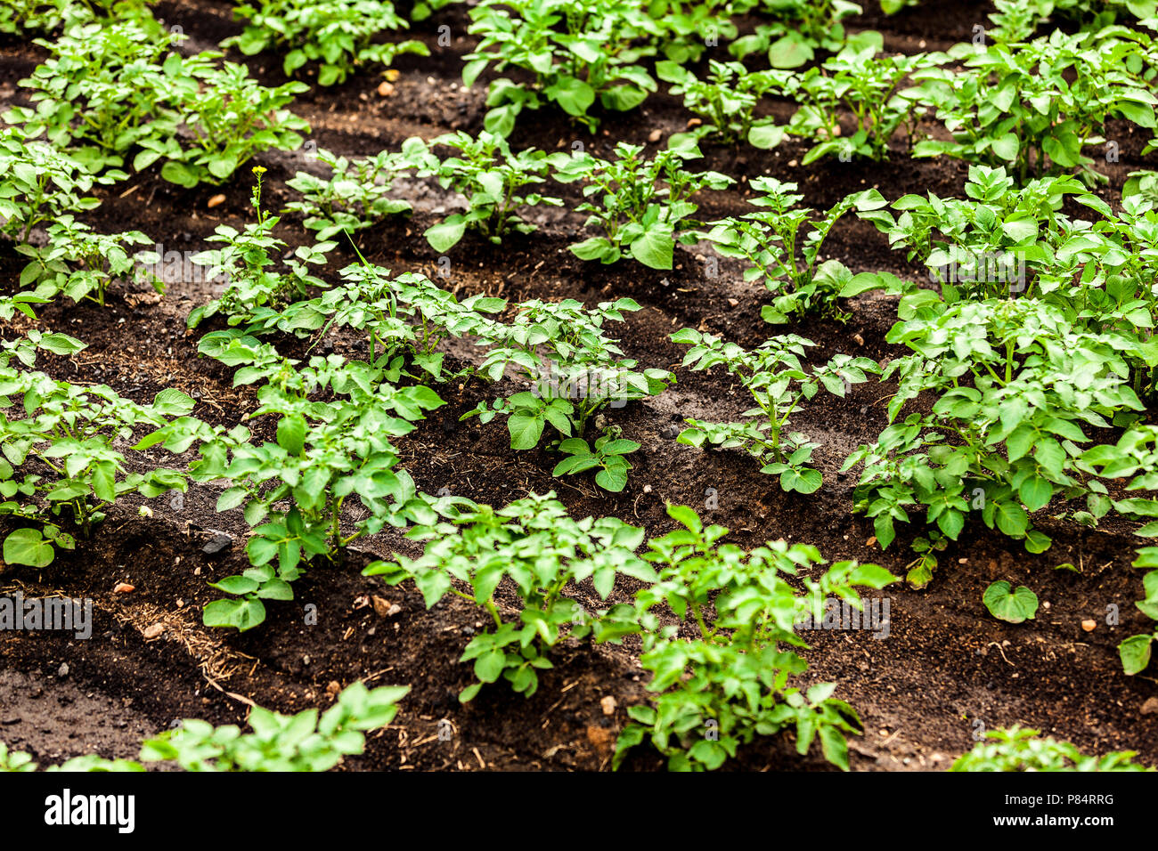 Row growing potato bushes hi-res stock photography and images - Alamy