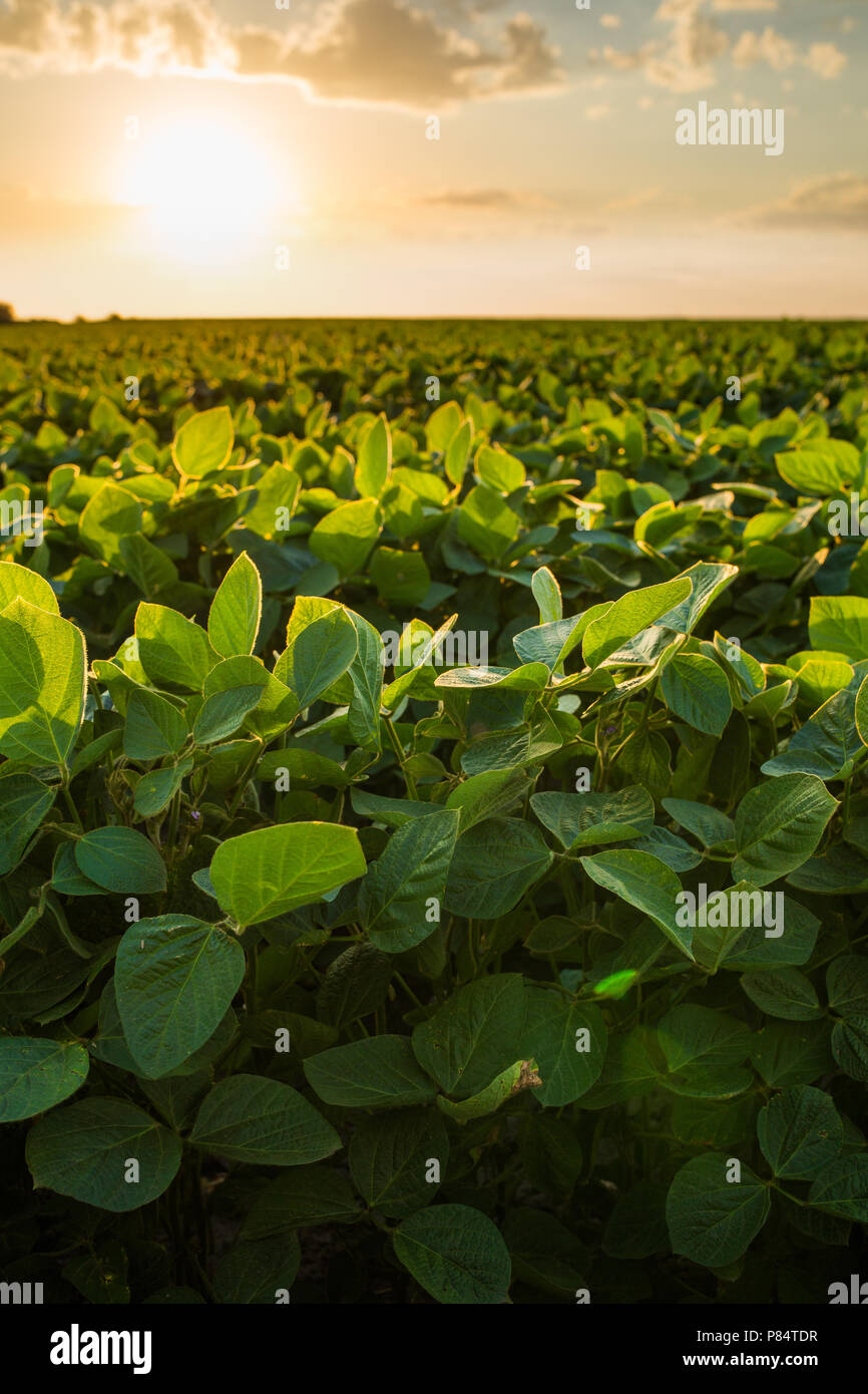 Green ripening soybean field, agricultural landscape Stock Photo - Alamy