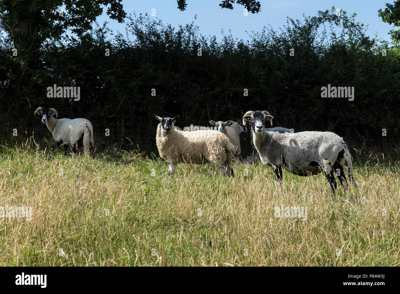 Domestic sheep (Ovis aries) are quadrupedal, ruminant mammal typically kept as livestock. Like ...